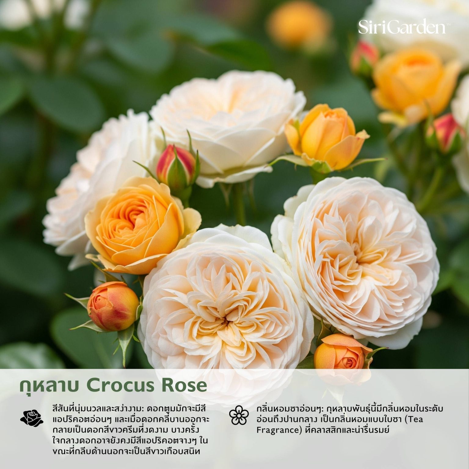 กุหลาบ Crocus Rose: ความงามอันอ่อนโยนและความแข็งแกร่งที่น่าเชื่อถือ ...